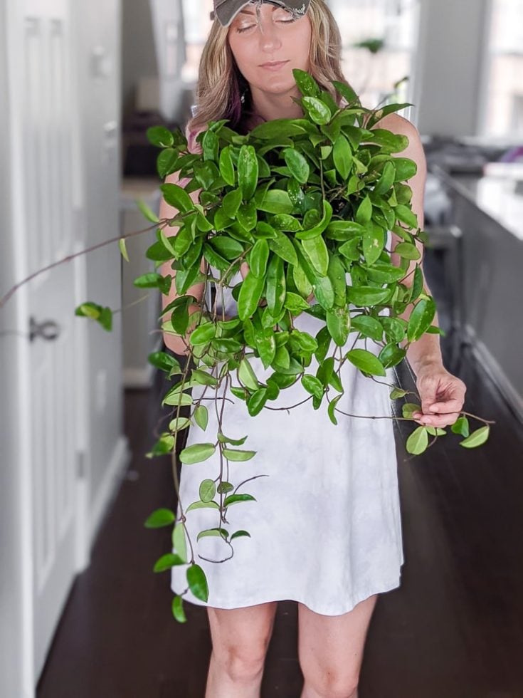 The complete hoya carnosa care guide from a major hoya lover!