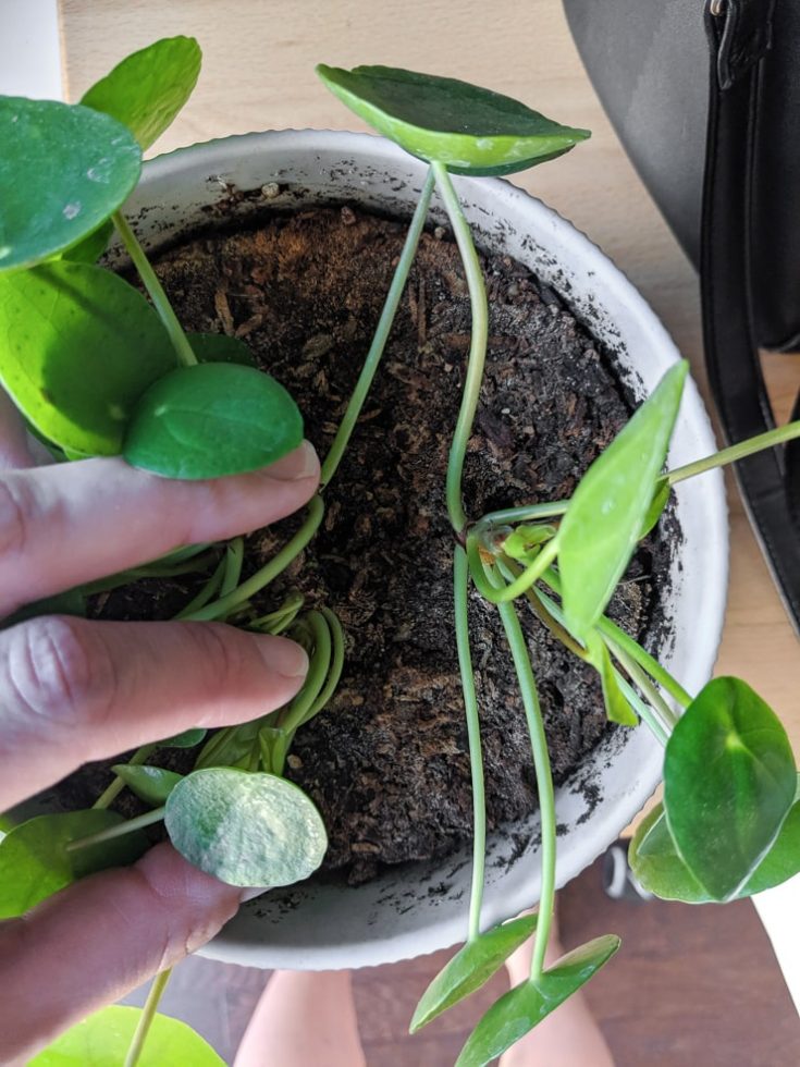 Your guide to pilea peperomioides propagation, it's super easy!