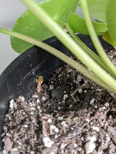 Your guide to pilea peperomioides propagation, it's super easy!