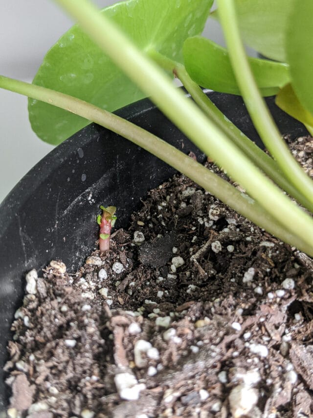 Your guide to pilea peperomioides propagation, it's super easy!