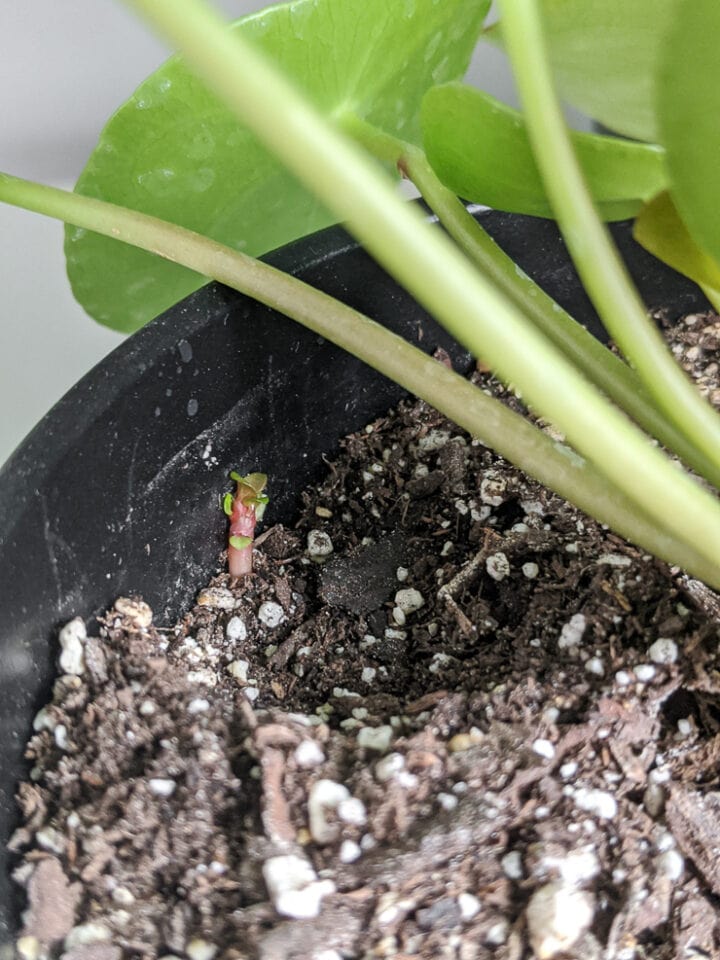Your guide to pilea peperomioides propagation, it's super easy!