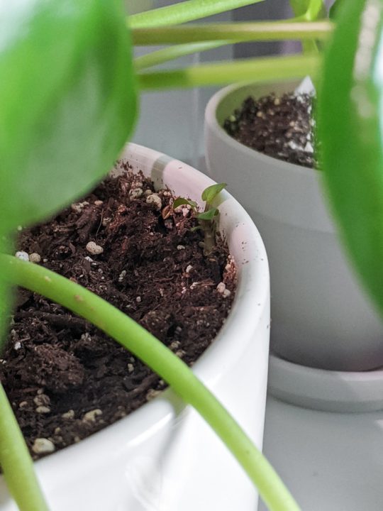 Your guide to pilea peperomioides propagation, it's super easy!