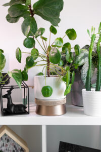 Your guide to pilea peperomioides propagation, it's super easy!
