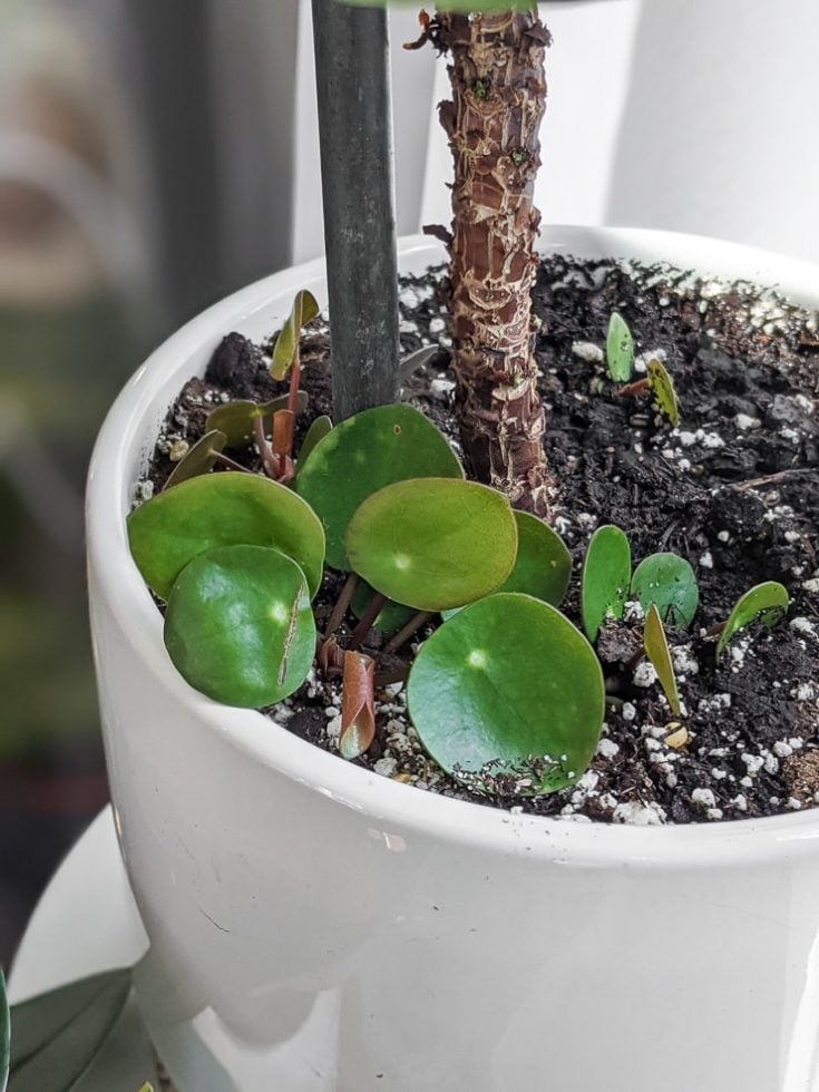 Your guide to pilea peperomioides propagation, it's super easy!