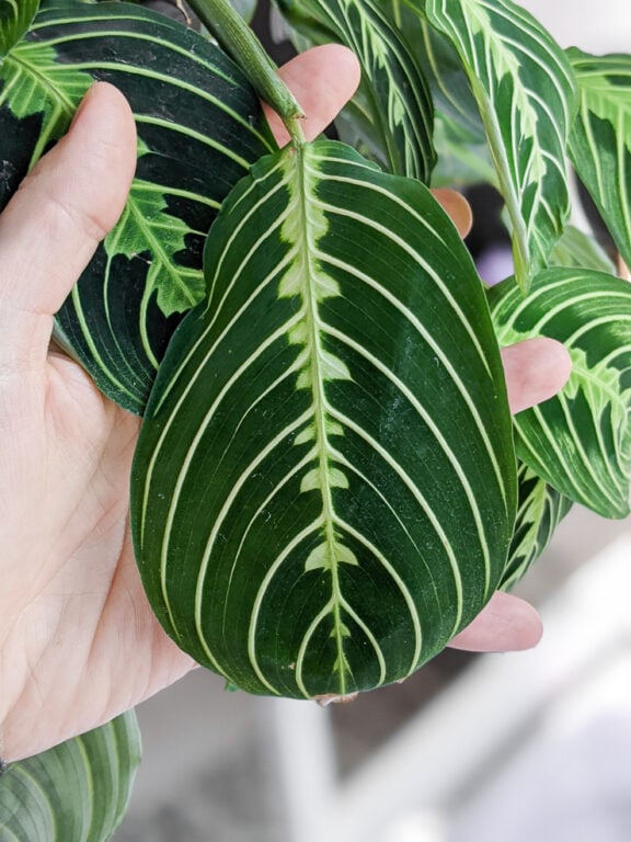 Prayer plant propagation and rooting maranta leuconeura from cuttings!