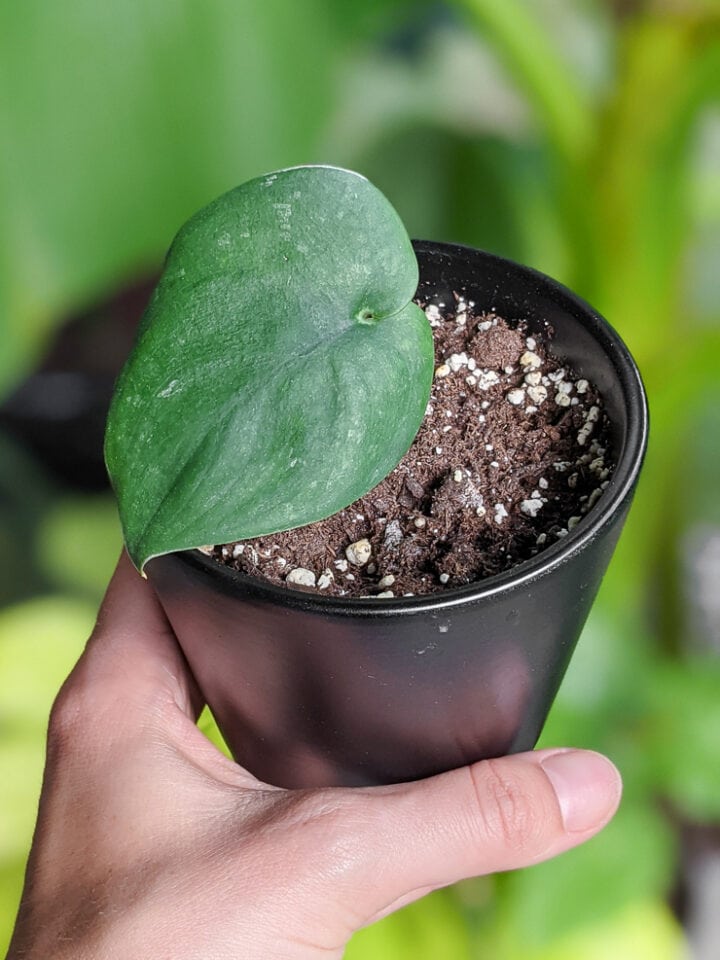 Scindapsus Archives - By Brittany Goldwyn | Plants & Projects