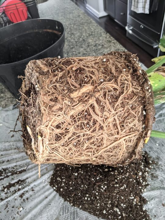 How to care for the stunning Thai Constellation Monstera!