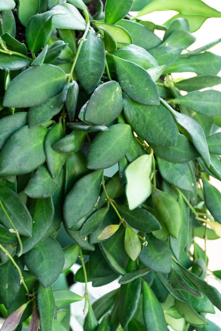 Hoya bilobata care & background on this unique trailing plant!