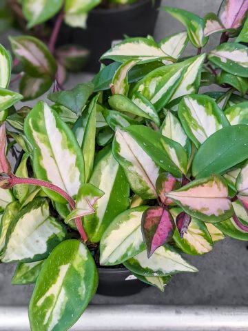 Your guide to hoya carnosa krimson queen care and propagation!