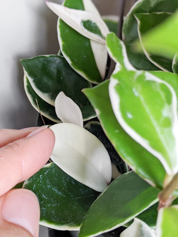 Your guide to hoya carnosa krimson queen care and propagation!