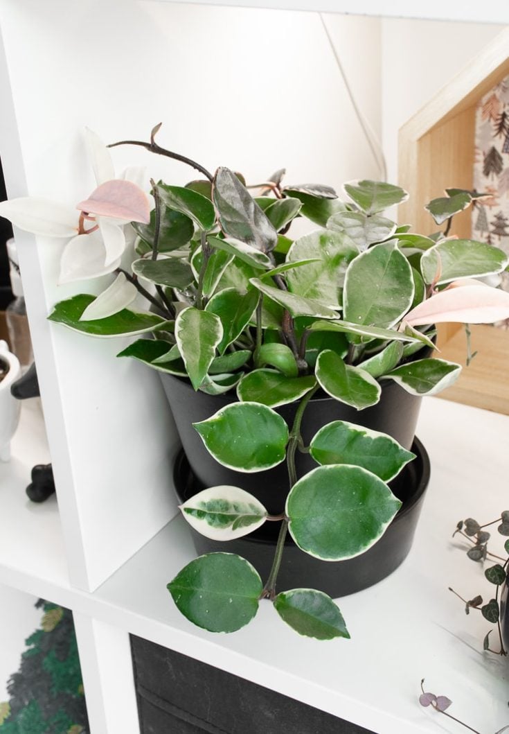 Your guide to hoya carnosa krimson queen care and propagation!