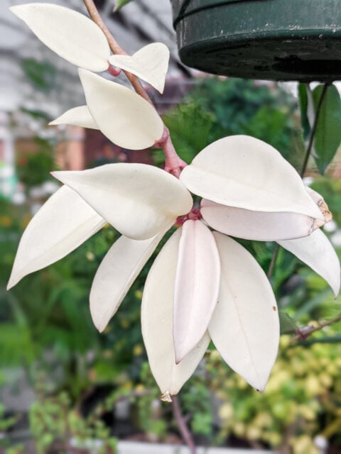 Your guide to hoya carnosa krimson queen care and propagation!