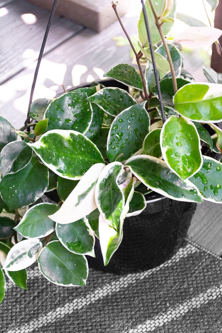 Your guide to hoya carnosa krimson queen care and propagation!