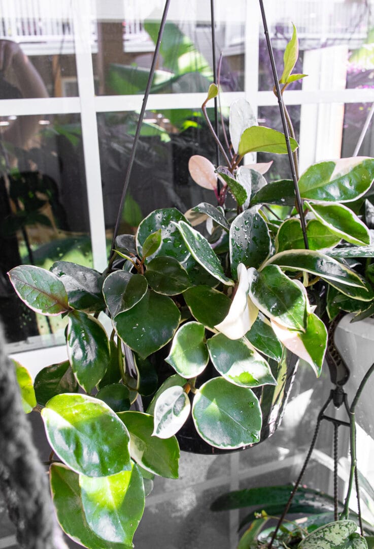 Your guide to hoya carnosa krimson queen care and propagation!