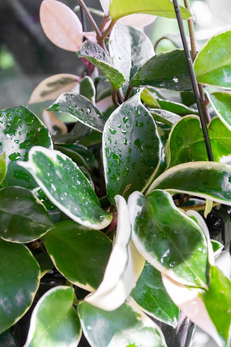 Your guide to hoya carnosa krimson queen care and propagation!