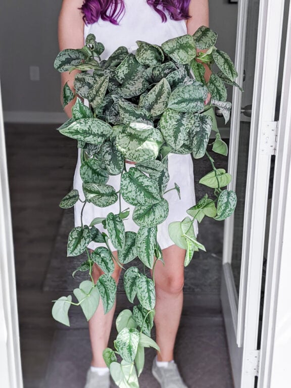 Scindapsus pictus propagation and tips from my experience with this plant!