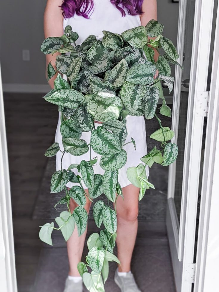 Scindapsus pictus propagation and tips from my experience with this plant!