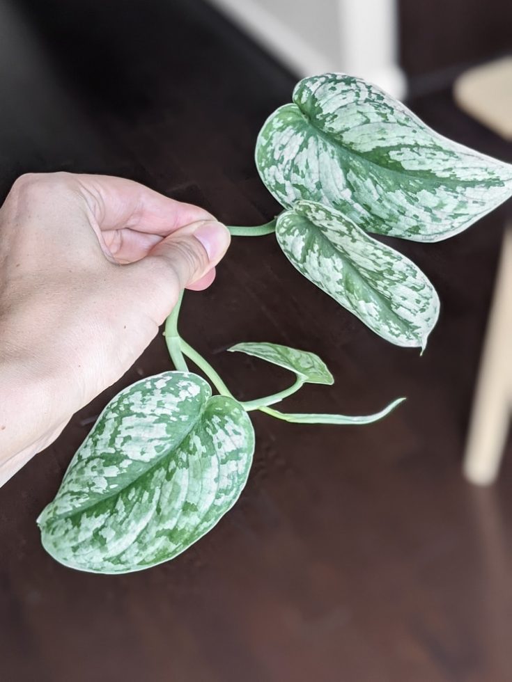 Scindapsus pictus propagation and tips from my experience with this plant!