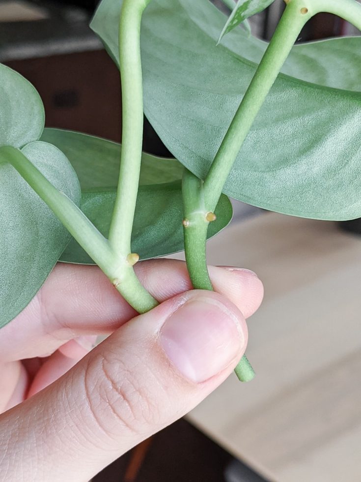 Scindapsus pictus propagation and tips from my experience with this plant!