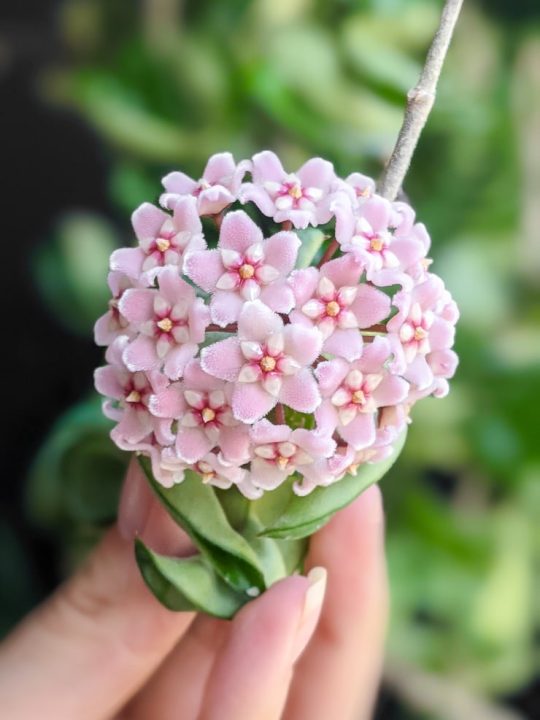 The complete hoya carnosa care guide from a major hoya lover!