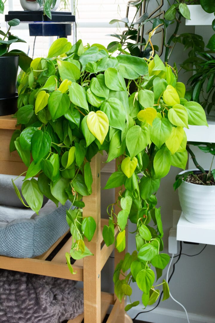 How to care for the trailing neon philodendron lemon lime