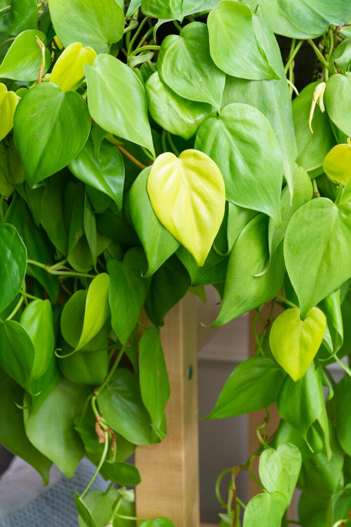 How to care for the trailing neon philodendron lemon lime