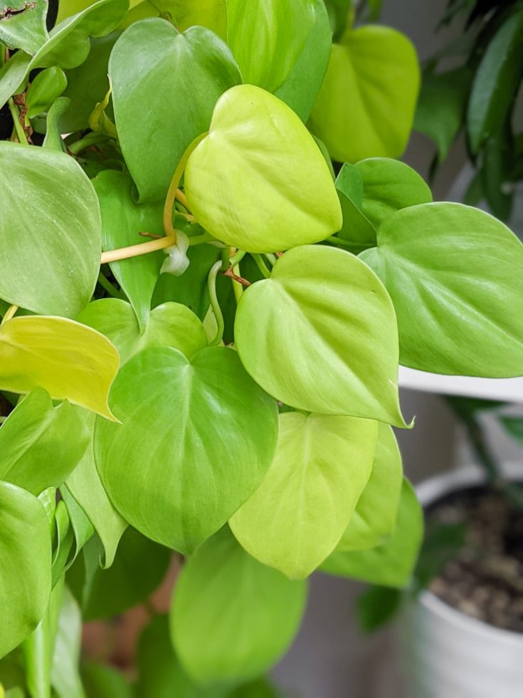 How to care for the trailing neon philodendron lemon lime
