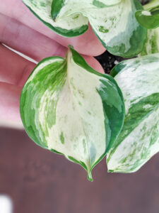 Pearls and jade pothos care: All about this highly variegated variety!