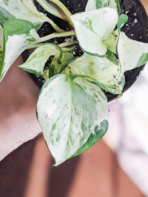 Learn all about manjula pothos care & propagation!