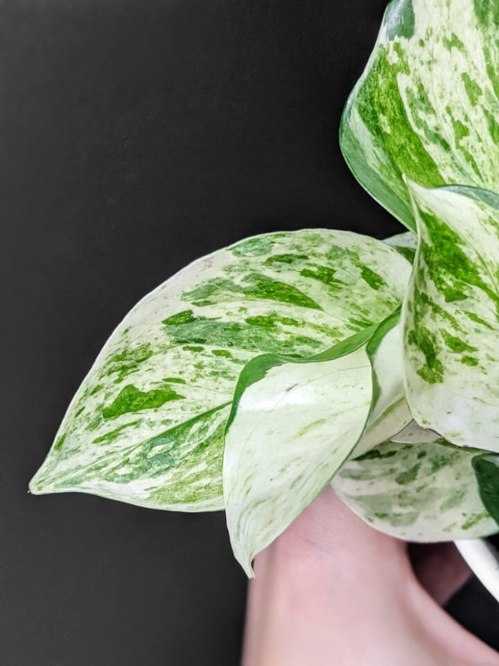 Learn all about manjula pothos care & propagation!
