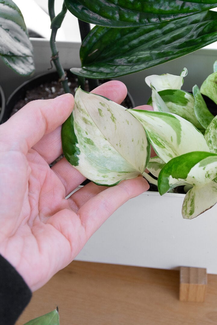 Learn all about manjula pothos care & propagation!