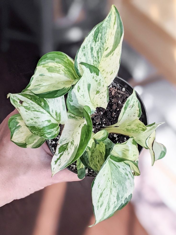 Learn all about manjula pothos care & propagation!