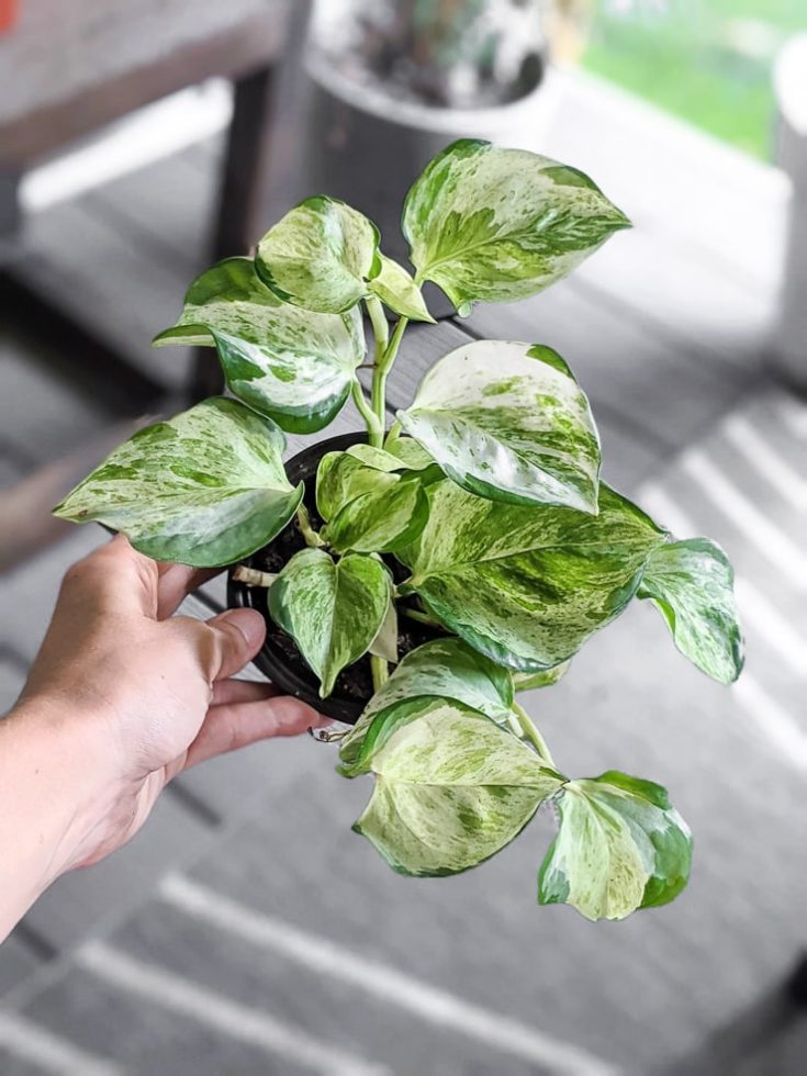 Learn all about manjula pothos care & propagation!