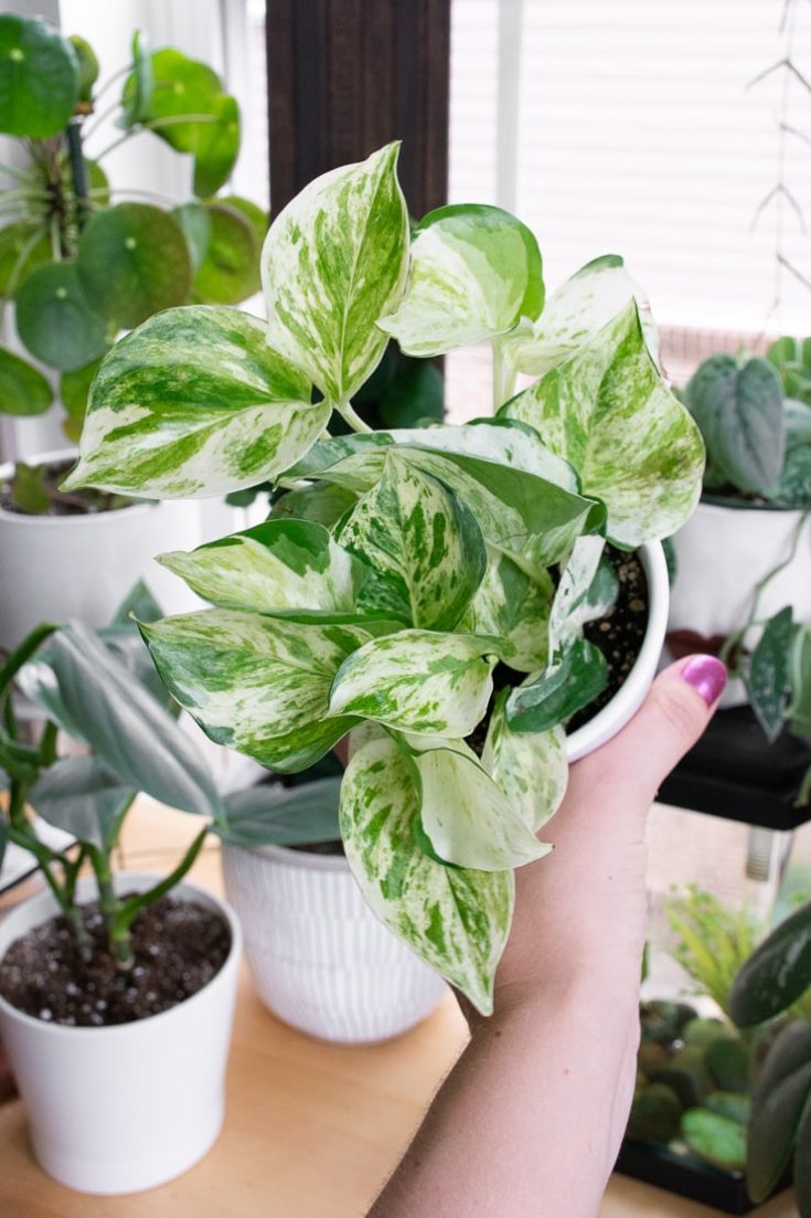 Learn all about manjula pothos care & propagation!