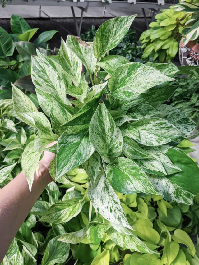 How to care for the gorgeous marble queen pothos!