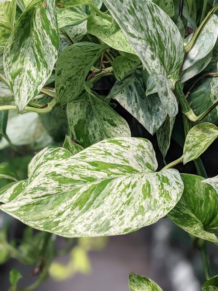 How to care for the gorgeous marble queen pothos!