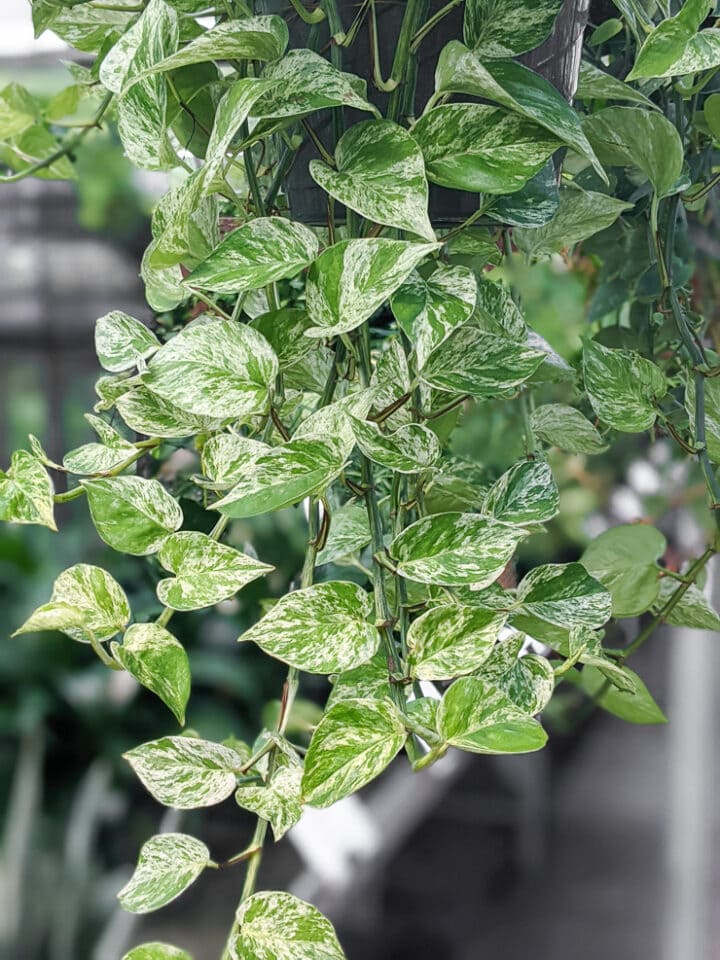 How to care for the gorgeous marble queen pothos!