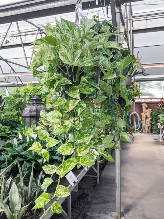 How to care for the gorgeous marble queen pothos!