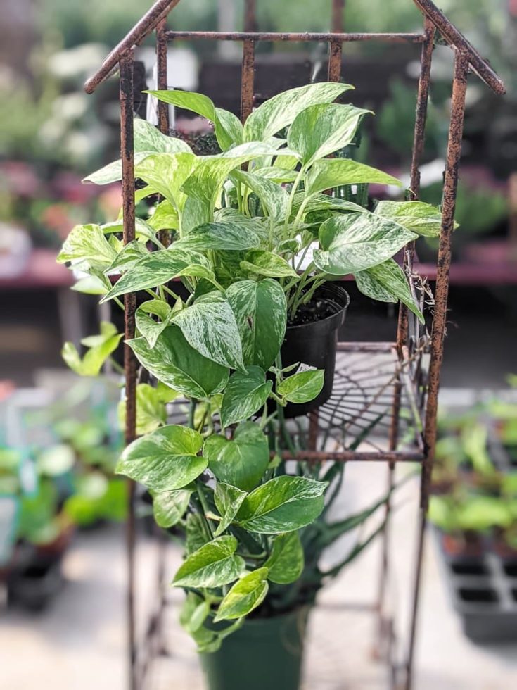 How to care for the gorgeous marble queen pothos!