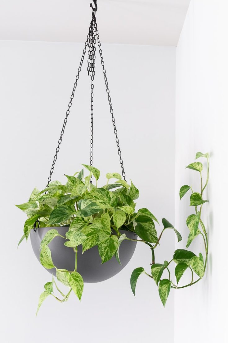 16 of the best stunning indoor hanging houseplants to bring home!