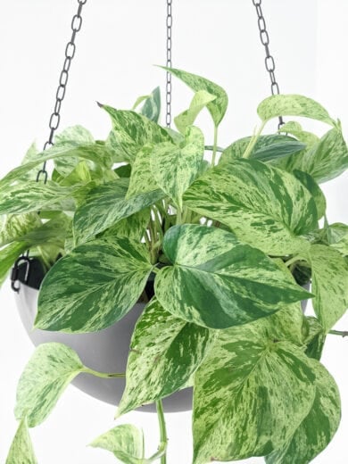 Snow queen pothos & caring for this stunning variegated plant!