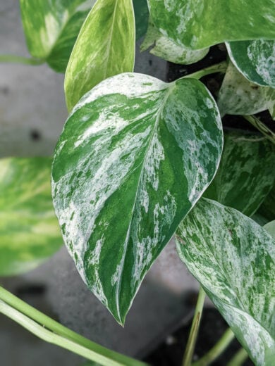 How to care for the gorgeous marble queen pothos!