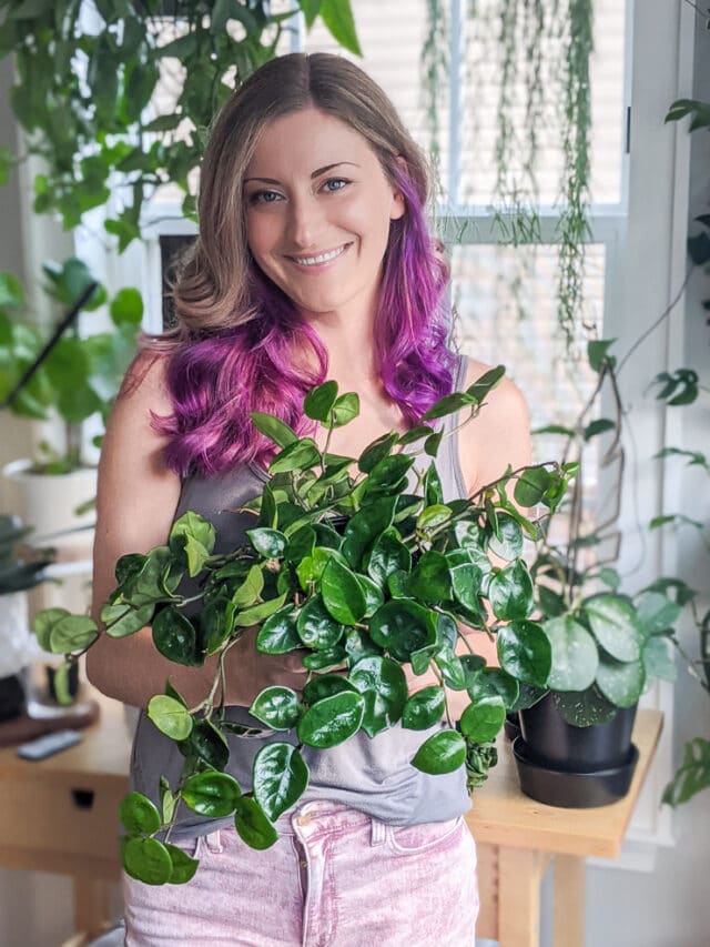 How to care for the gorgeous Hoya Carnosa Chelsea!