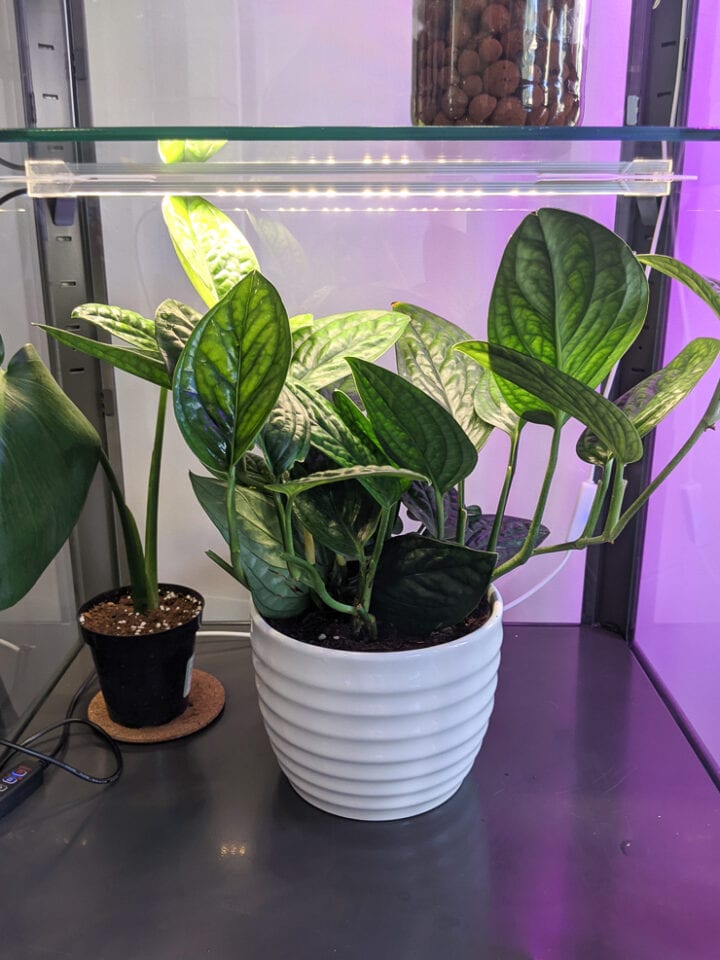 Learn how to care for the gorgeous climbing Monstera Peru plant!