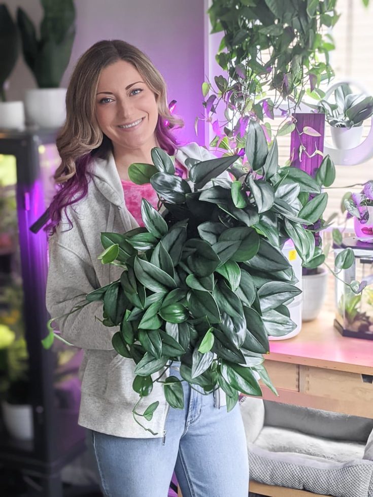 How to care for Scindapsus Treubii Moonlight, aka "Sterling Silver"