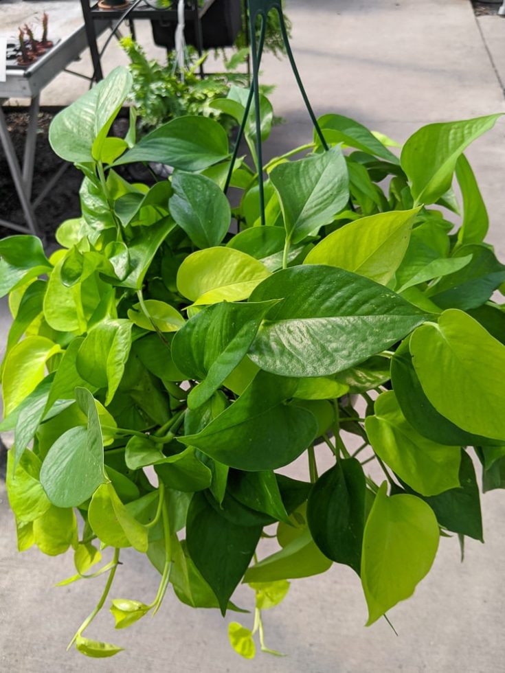 Neon Pothos Care - By Brittany Goldwyn | Plants & Projects