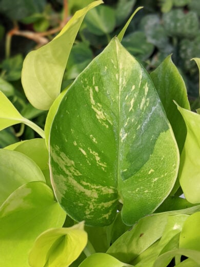 Neon Pothos Care - By Brittany Goldwyn | Plants & Projects