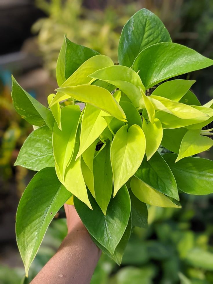 Neon Pothos Care - By Brittany Goldwyn | Plants & Projects
