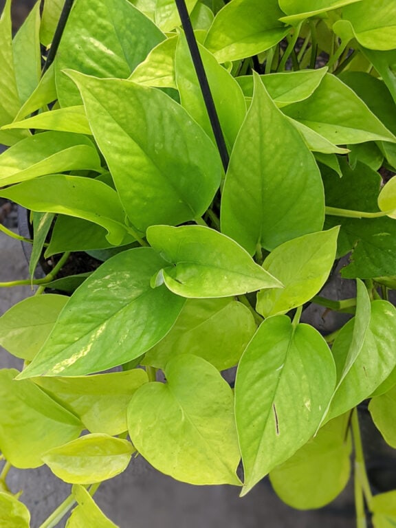 Neon Pothos Care - By Brittany Goldwyn | Plants & Projects