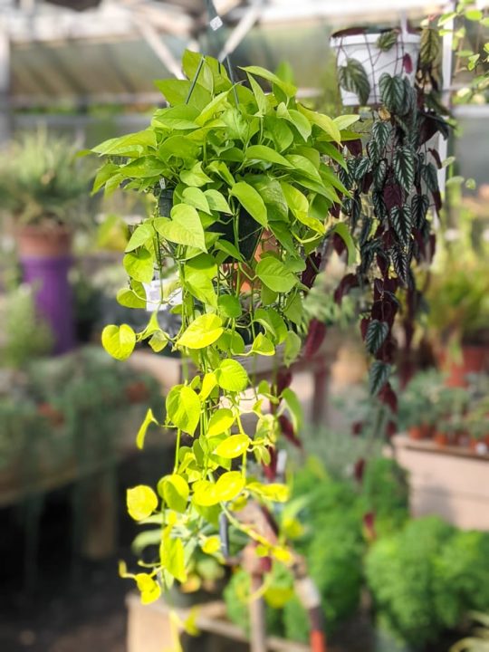 Neon Pothos Care - By Brittany Goldwyn | Plants & Projects